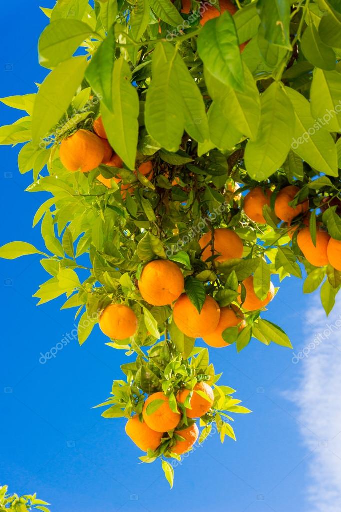 Orange tree. oranges hanging tree. Ripe tangerines on a tree bra Stock ...