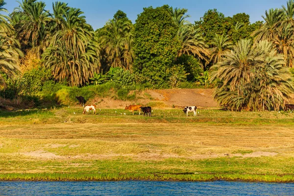 River Nile in Egypt. Life on the River Nile. Cow in Nile Stock Photo by ...