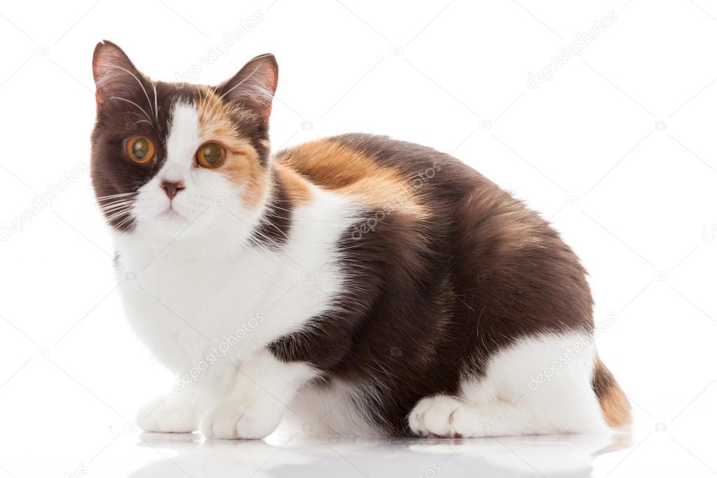 British Shorthair Calico