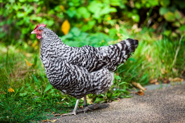 Grey hen Stock Photos, Royalty Free Grey hen Images | Depositphotos