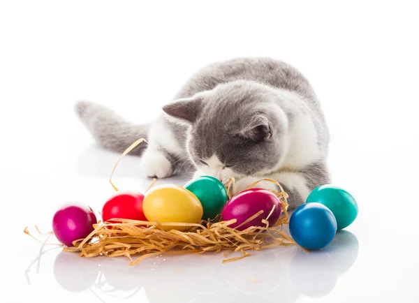 Easter cat Stock Photos, Royalty Free Easter cat Images | Depositphotos