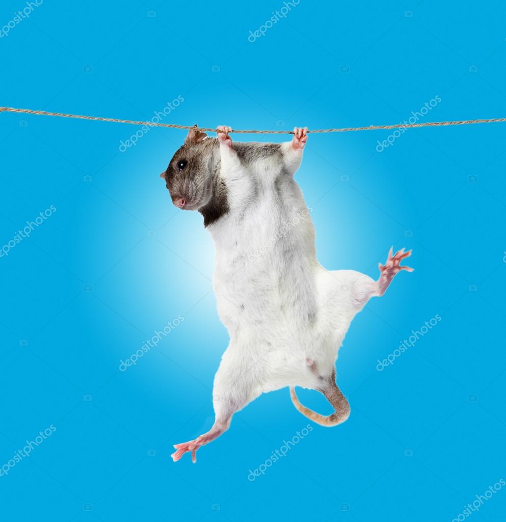 Rat clutching at rope — Stock Photo © ewastudio #67218295