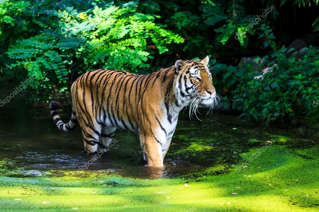 Tiger standing in water — Stock Photo © ewastudio #71431385