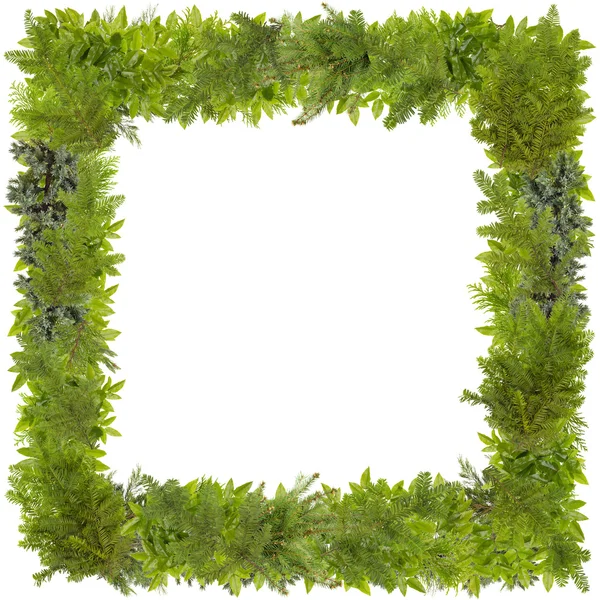 Oak tree border Stock Photos, Royalty Free Oak tree border Images ...