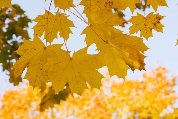 Gold autumn - Stock Image - Everypixel
