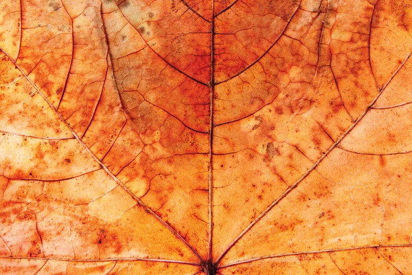 Maple leaf texture — Stock Photo © Andriuss #2508285