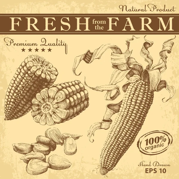 1,755 Corn hand draw Vector Images | Depositphotos