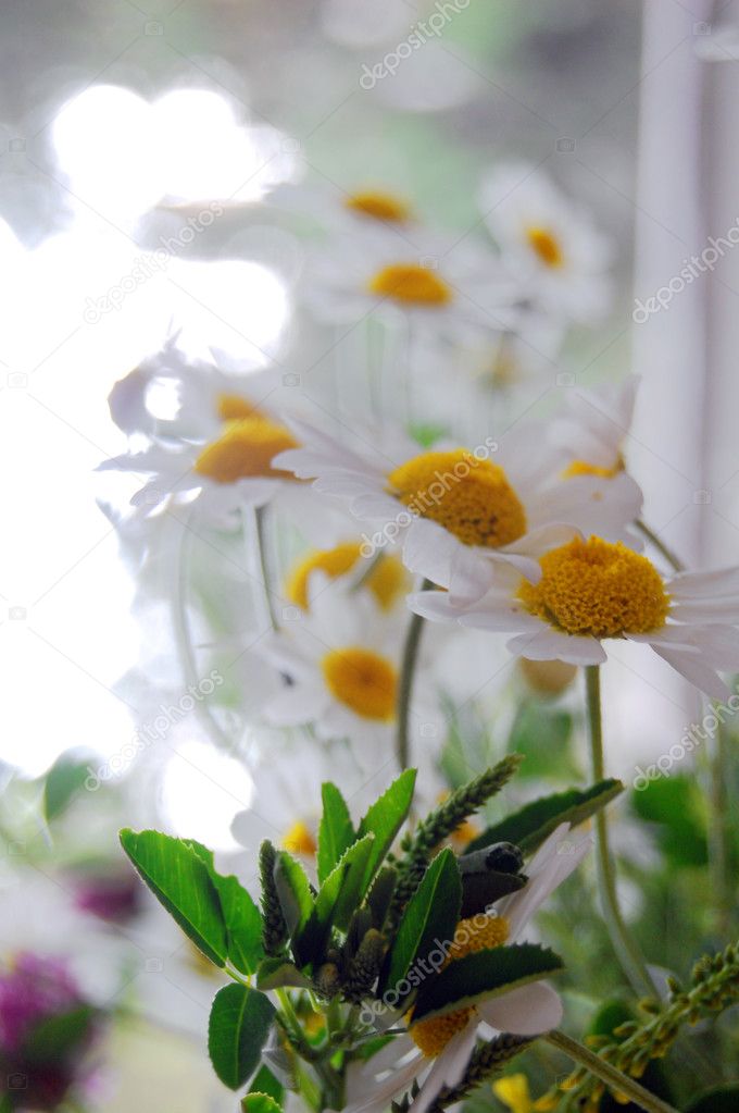 Beautiful spring background with flowers, daisies Stock Photo by ©re ...