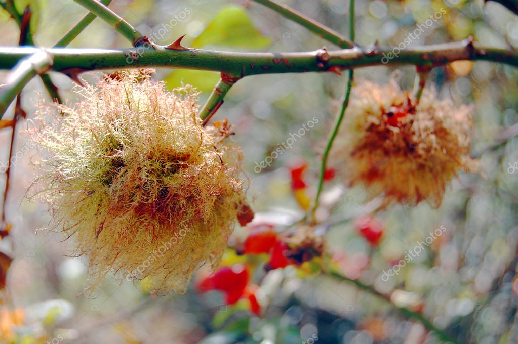 Briar bush with fluffy flowers — Stock Photo © re_bekka #55391369