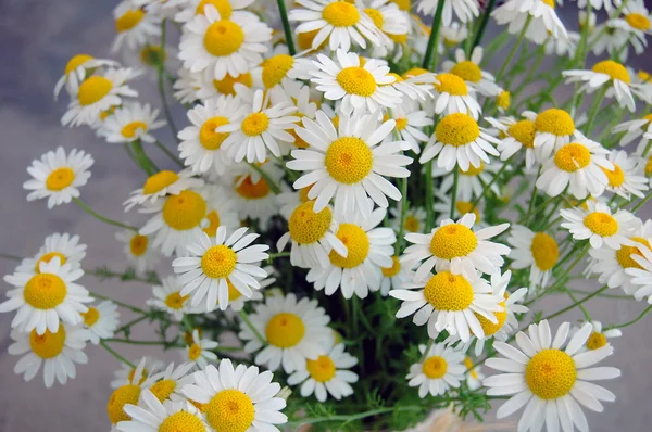 Beautiful spring flowers, daisies ⬇ Stock Photo, Image by © re_bekka ...