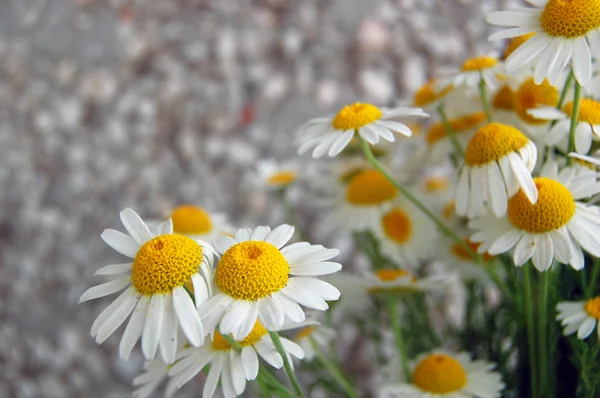 Beautiful spring flowers, daisies ⬇ Stock Photo, Image by © re_bekka ...