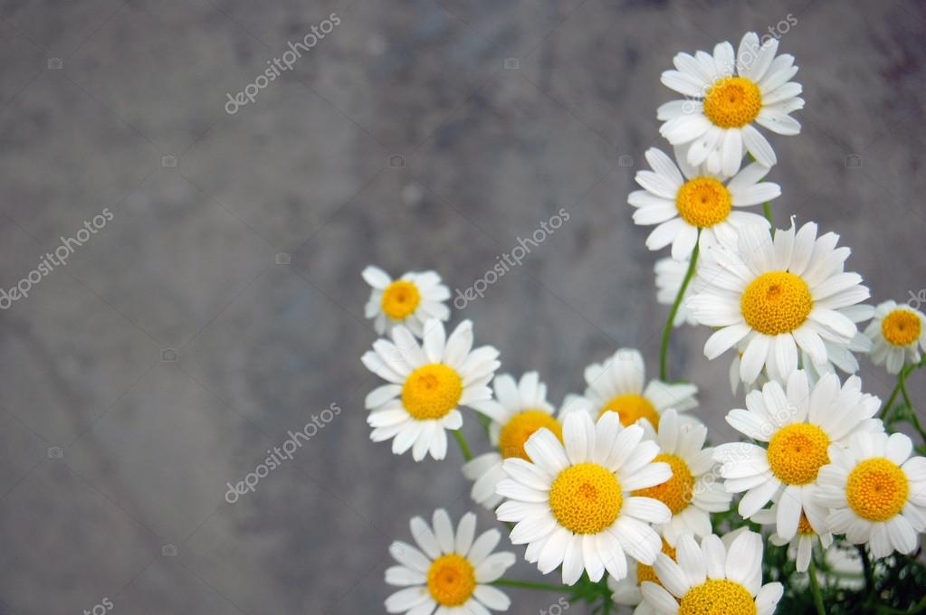 Beautiful spring flowers, daisies ⬇ Stock Photo, Image by © re_bekka ...