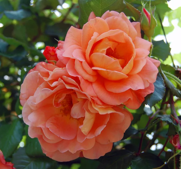 Beautiful roses in spring garden — Stock Photo © re_bekka #73641407