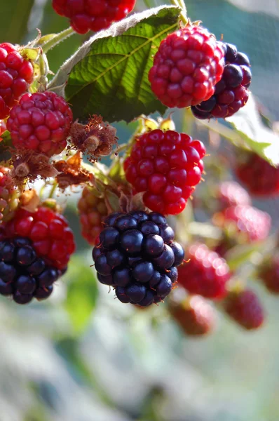 Summer background Images - Search Images on Everypixel