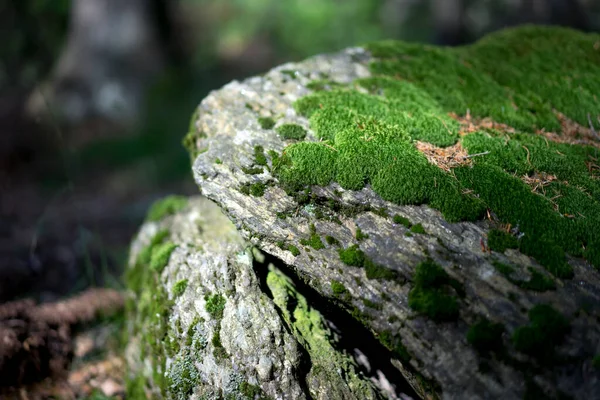 Mossy rocks Stock Photos, Royalty Free Mossy rocks Images | Depositphotos