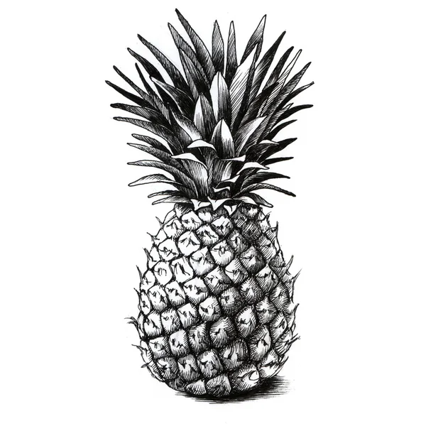 Pineapple drawing Stock Photos, Royalty Free Pineapple drawing Images ...