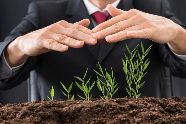 ᐈ Saplings stock images, Royalty Free saplings photos | download on ...