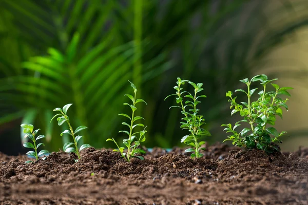 Plants growing Stock Photos, Royalty Free Plants growing Images ...