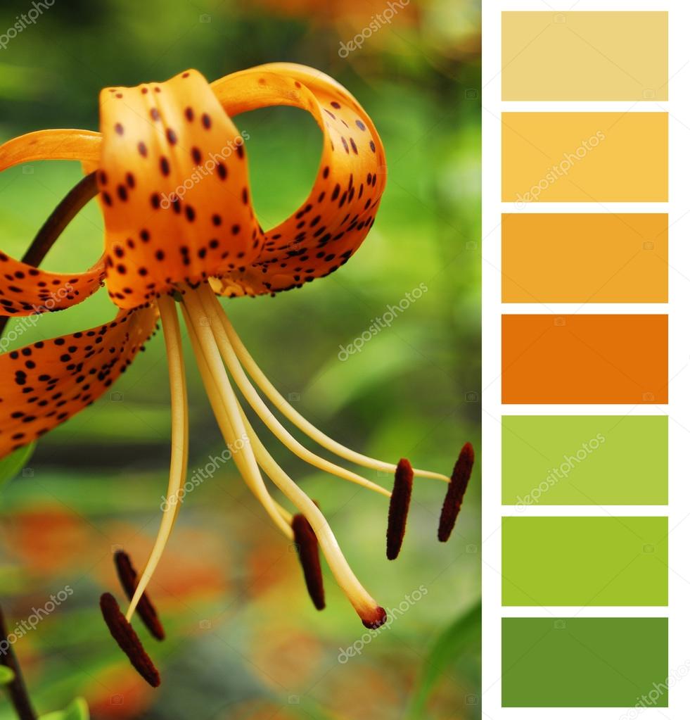 Color chart selection for interior — Stock Photo © severija #51925013