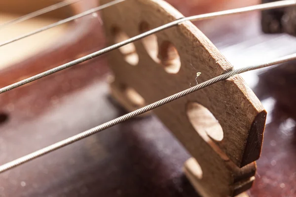 Details Old Dusty Cello Closeup View Strings Body Stock Photo by ...