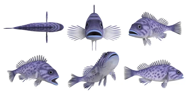 Identification des poissons Stock Photos, Royalty Free Identification ...