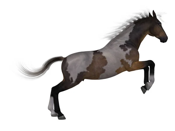 Conformation du cheval Stock Photos, Royalty Free Conformation du ...