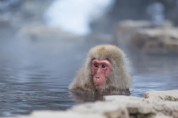 Japan hot spring monkey Stock Photos, Royalty Free Japan hot spring ...
