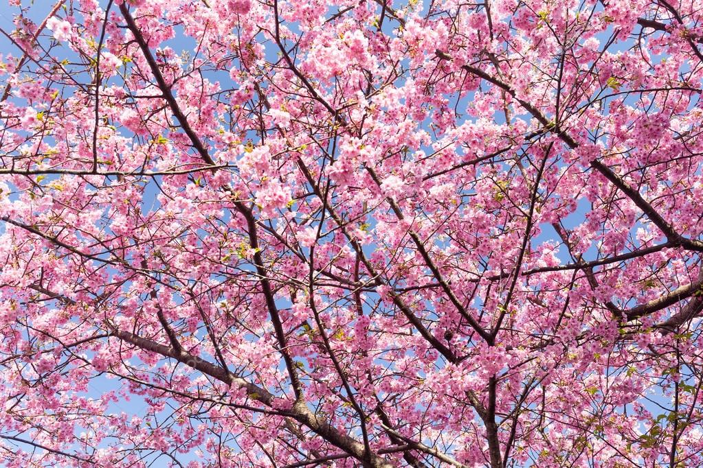 Blooming sakura tree branches — Stock Photo © leungchopan #101754794