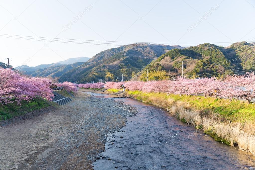 Blooming sakura trees along river Stock Photo by ©leungchopan 102695730