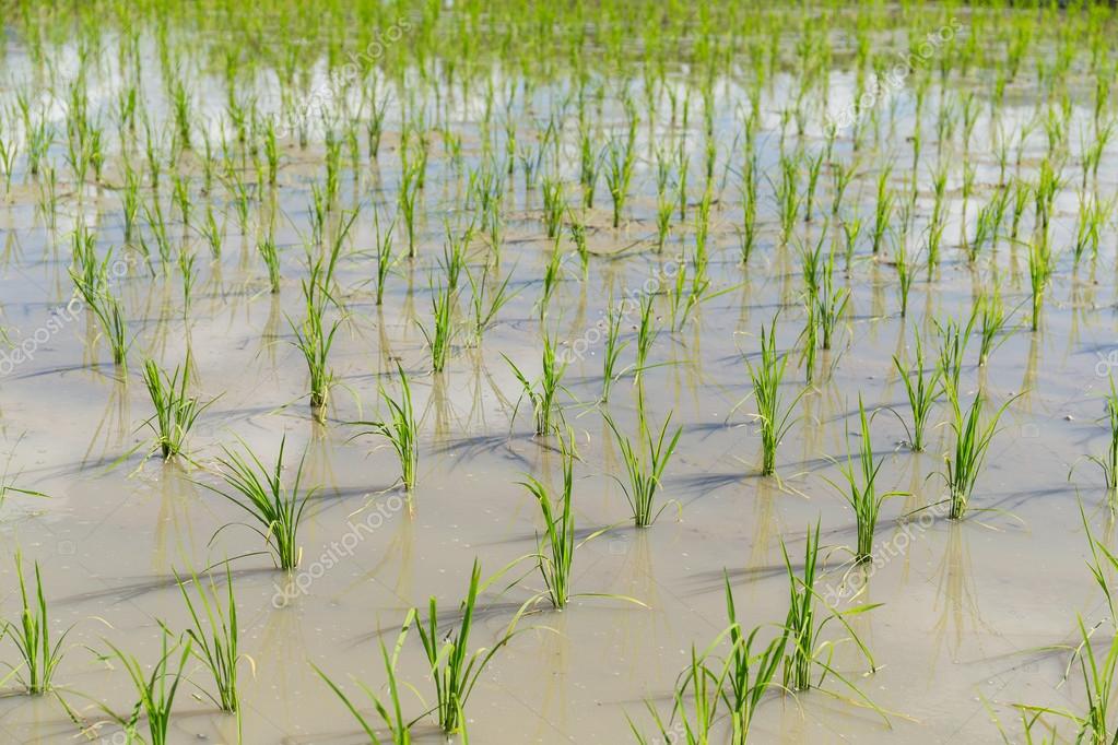 Planting rice field field Stock Photo by ©leungchopan 117838362