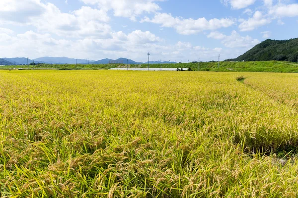 Rice paddy japan Stock Photos, Royalty Free Rice paddy japan Images ...
