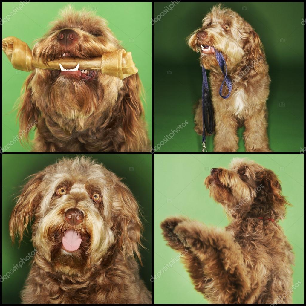 Dog doing various activities Stock Photo by ©londondeposit 57285757