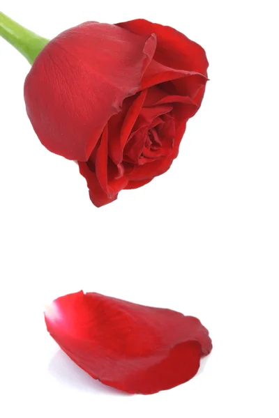 Rose rouge avec tige images libres de droit, photos de Rose rouge avec ...