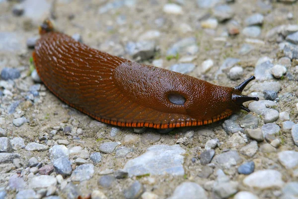 Fotos de Lesma terrestre, Imagens de Lesma terrestre sem royalties ...