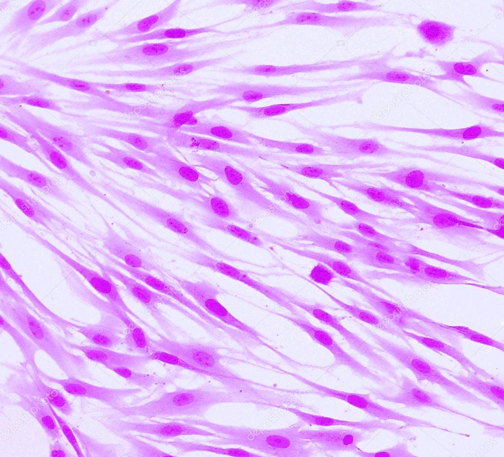 Human Skin Cell Under Microscope