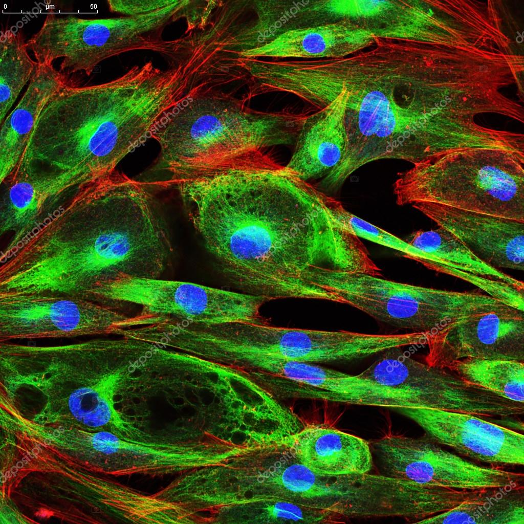 Microscopia confocal de células fibroblásticas — Foto © vshivkova ...