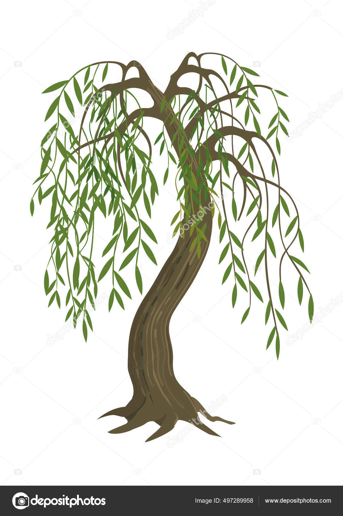 Weeping Willows Drawings