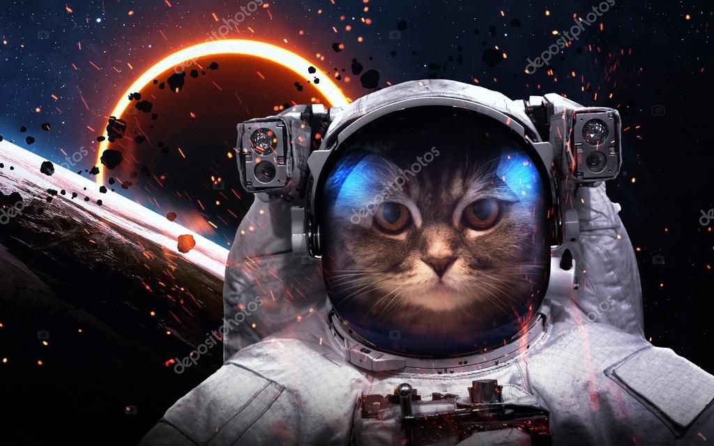 Brave cat astronaut at the spacewalk. This image elements furnished by ...