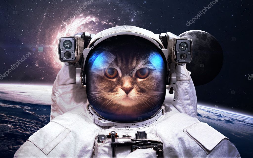 Nasa Cat
