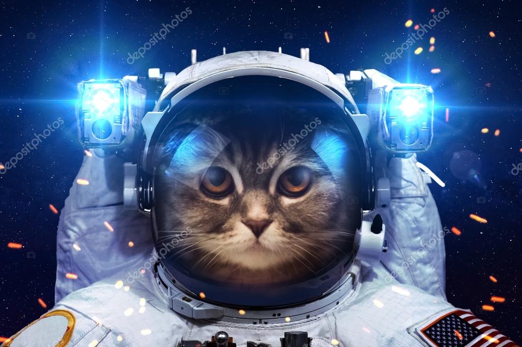Nasa Cat