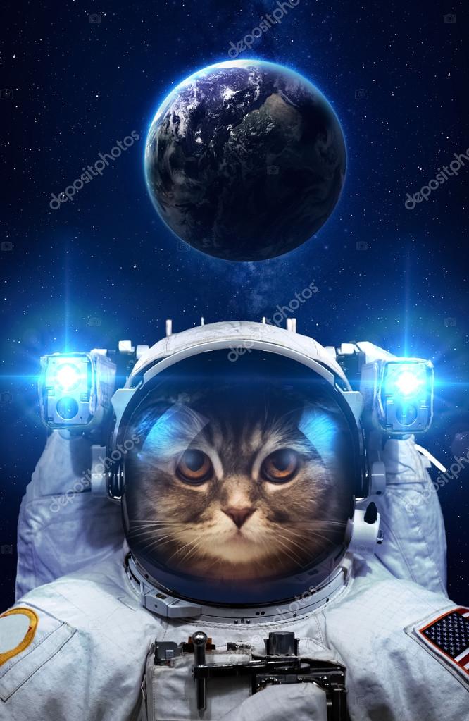 Nasa Cat