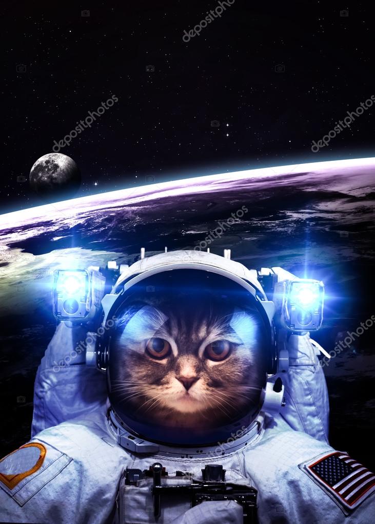 Cat Head Floating In Space