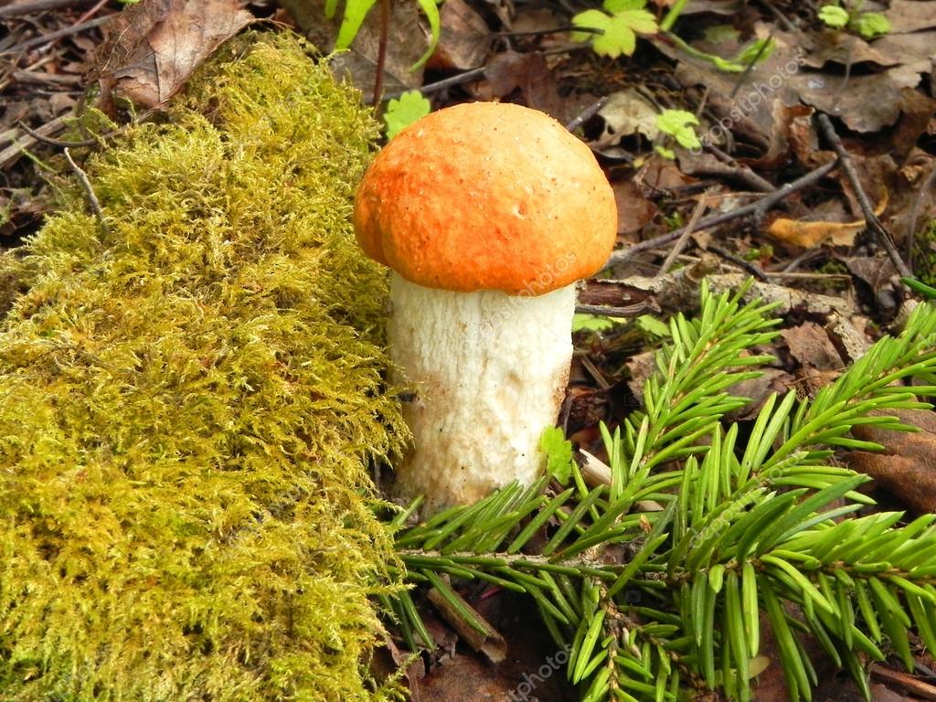 Champignon Comestible En France