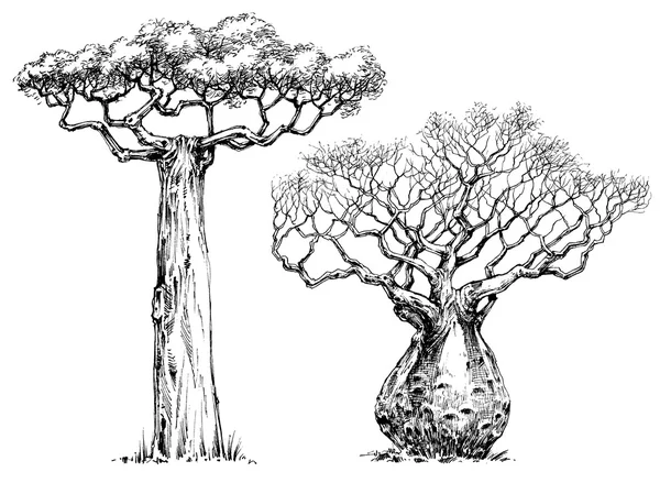 Baobab tree images vectorielles, Baobab tree vecteurs libres de droits ...