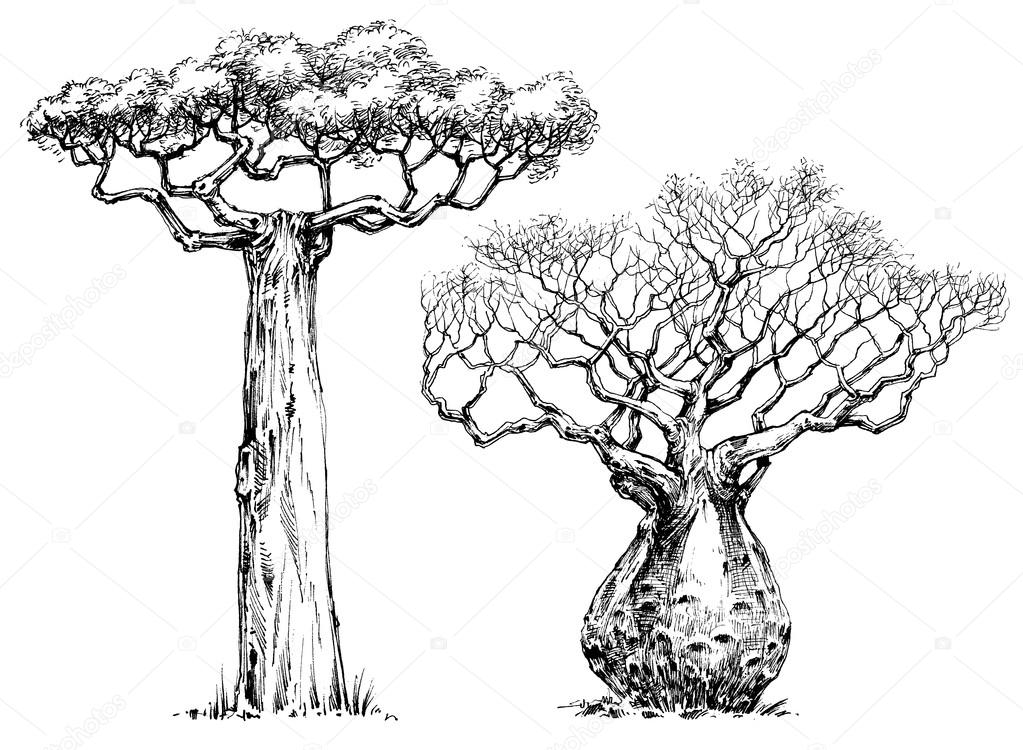 African Tree Roots Vector