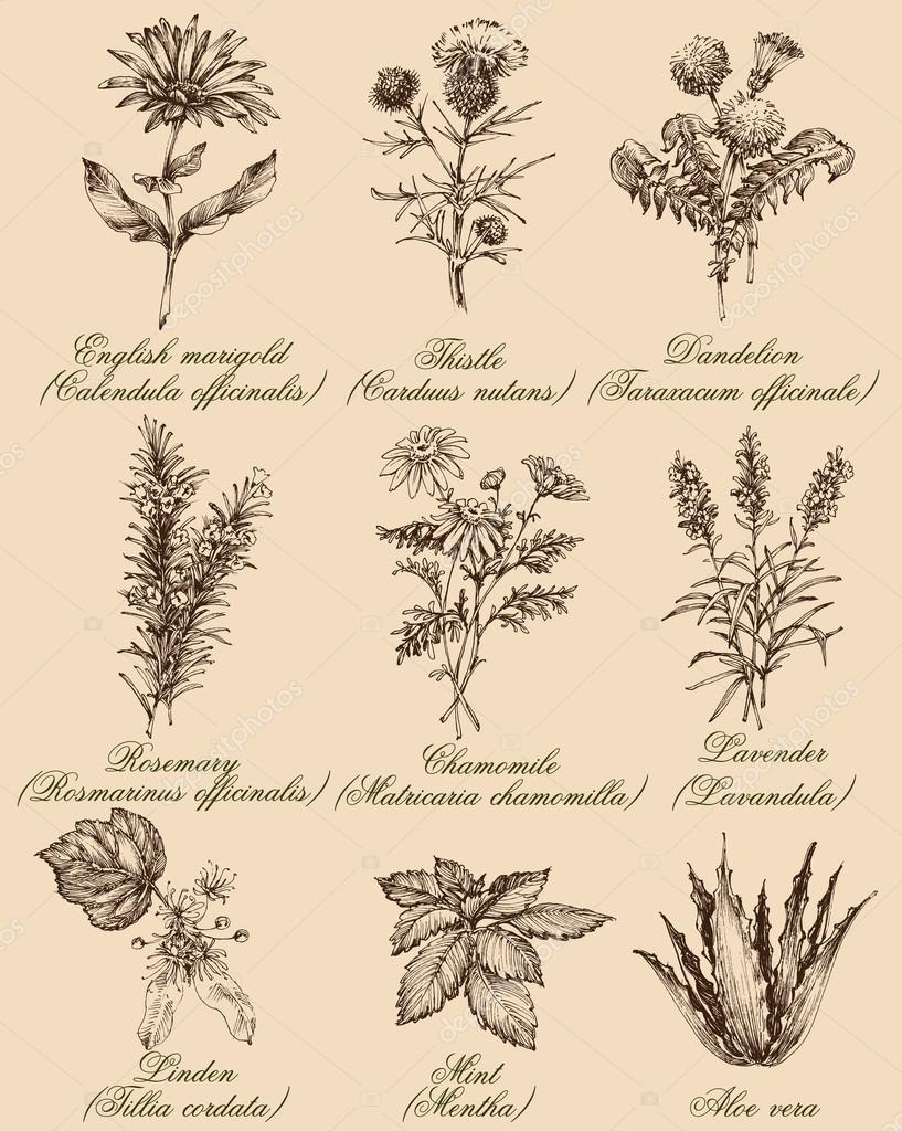Flowers and herbs set. Medicinal plants and spices hand drawn ⬇ Vector ...