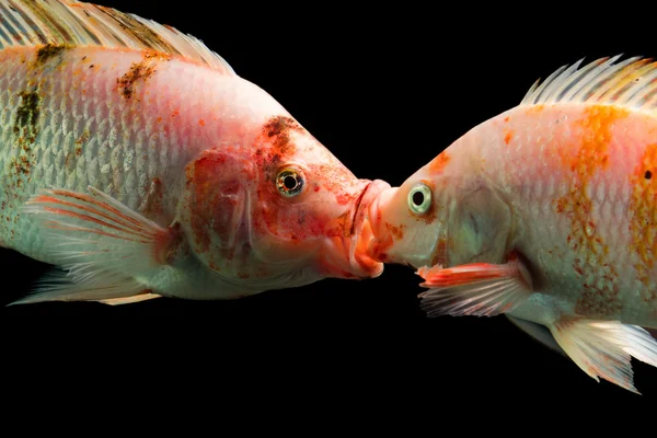 Fish Kissing Fish