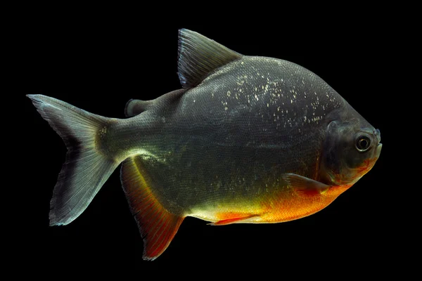 Fotos de Red pacu, Imagens de Red pacu sem royalties | Depositphotos
