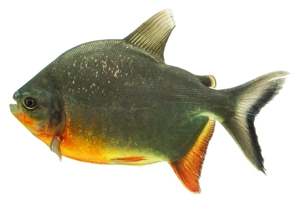 Tambaqui Stock Photos, Royalty Free Tambaqui Images | Depositphotos