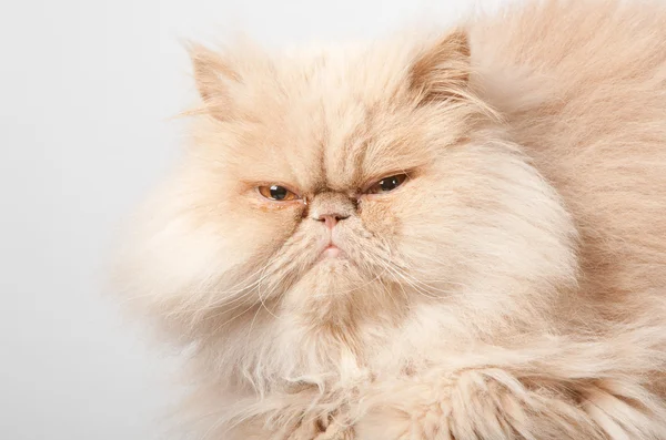 Big fat persian cat — Stock Photo © shmeljov #14986447